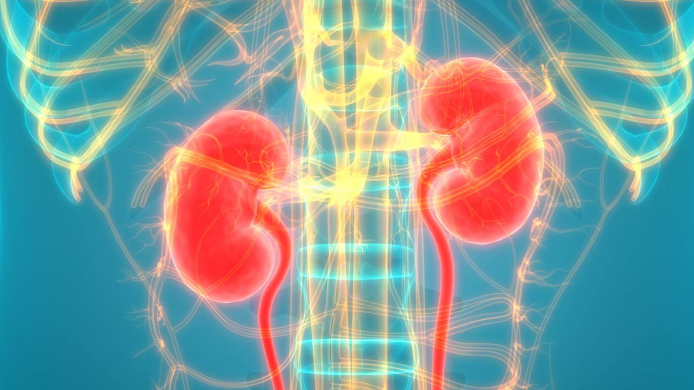 Measuring eGFR Based on Cystatin C levels May Be a More Accurate ...