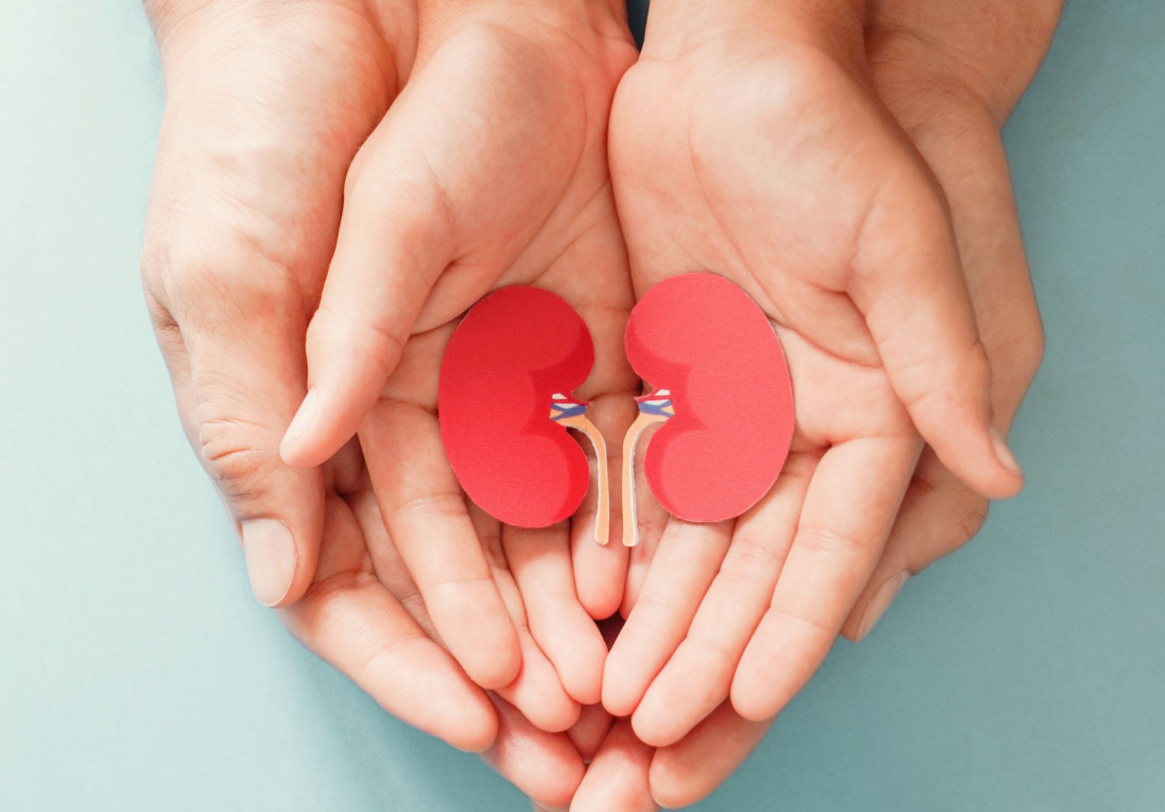 Pioneering Single Cell Kidney Atlas Developed by Children’s Hospital of ...